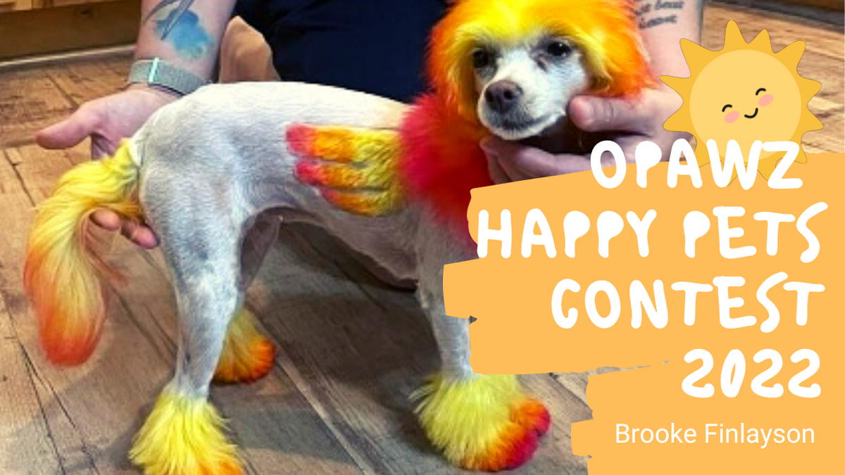 OPAWZ Happy Pets Creative Grooming Contest 2022