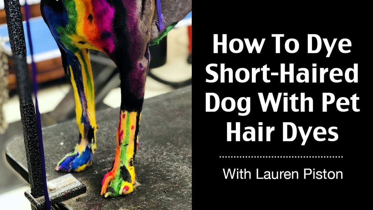 How To Dye A Short-haired Dog With Pet Hair Dyes - Creative Grooming T ...
